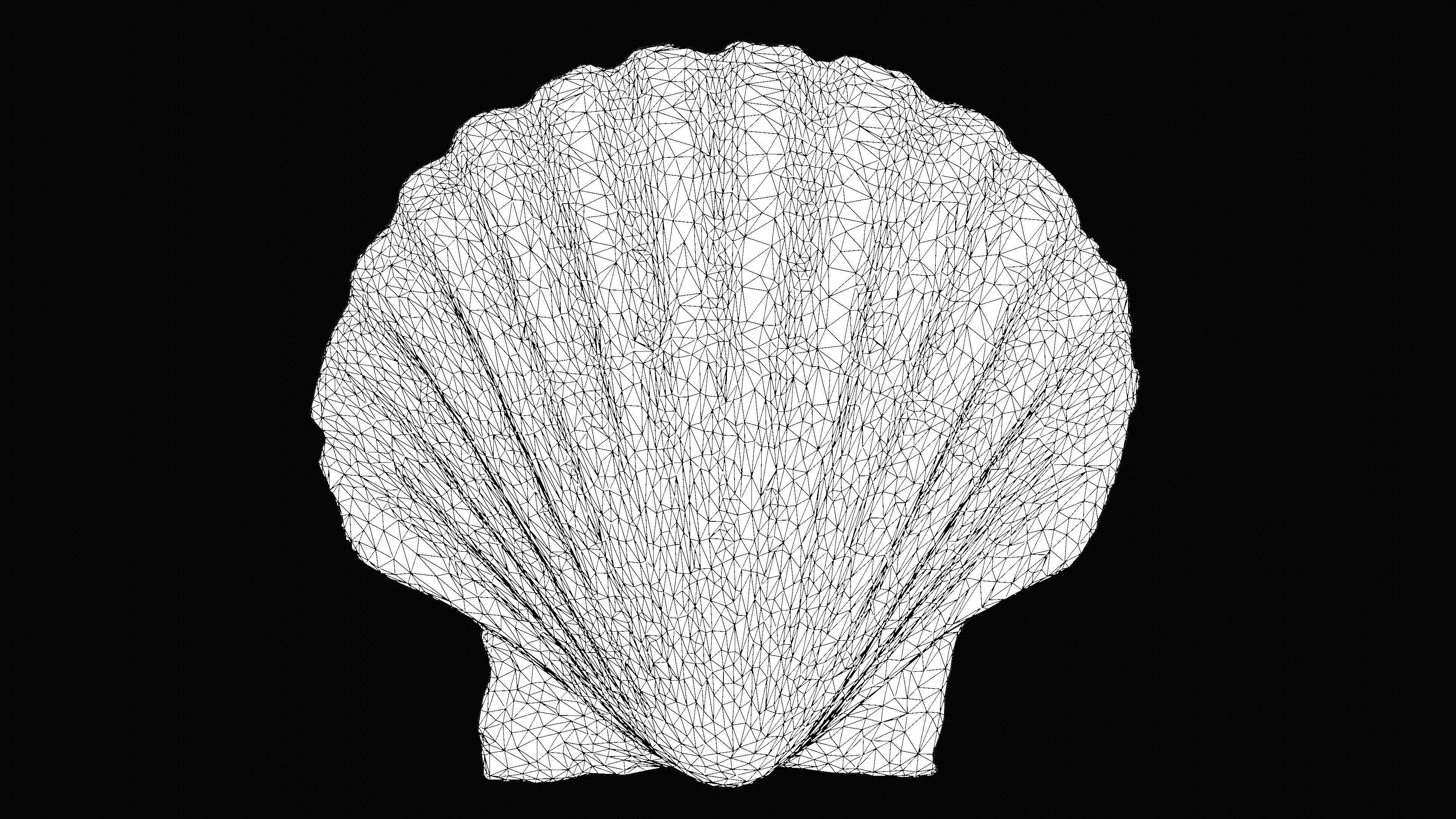 3D model Scallop sea shell VR / AR / low-poly | CGTrader