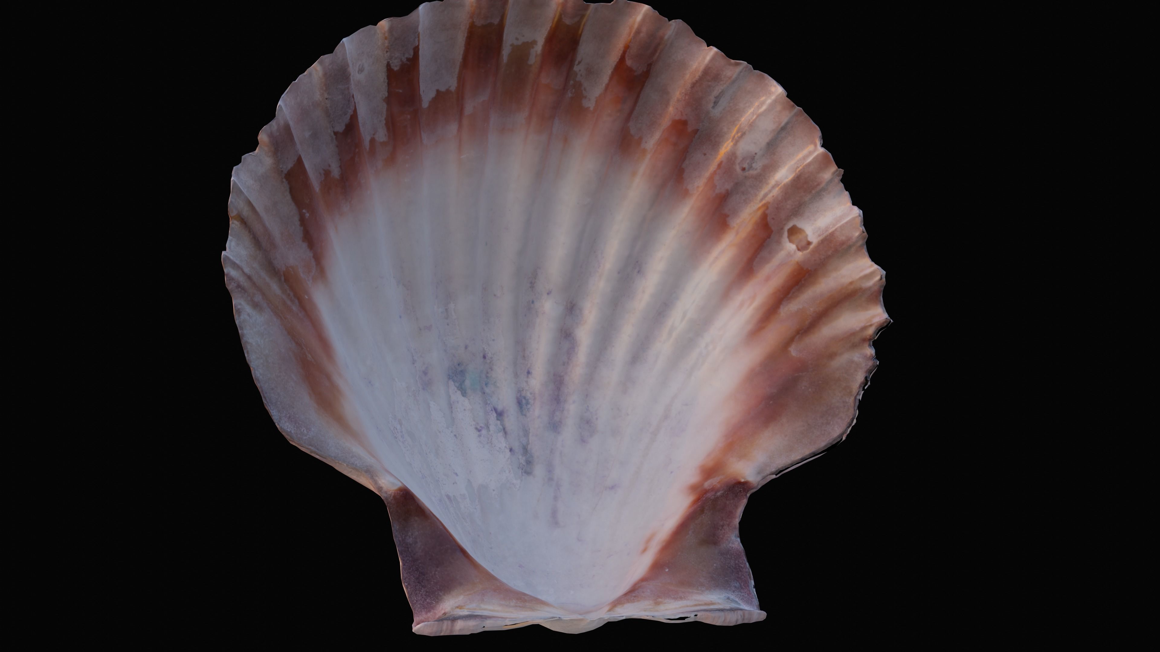 3D model Scallop sea shell VR / AR / low-poly | CGTrader