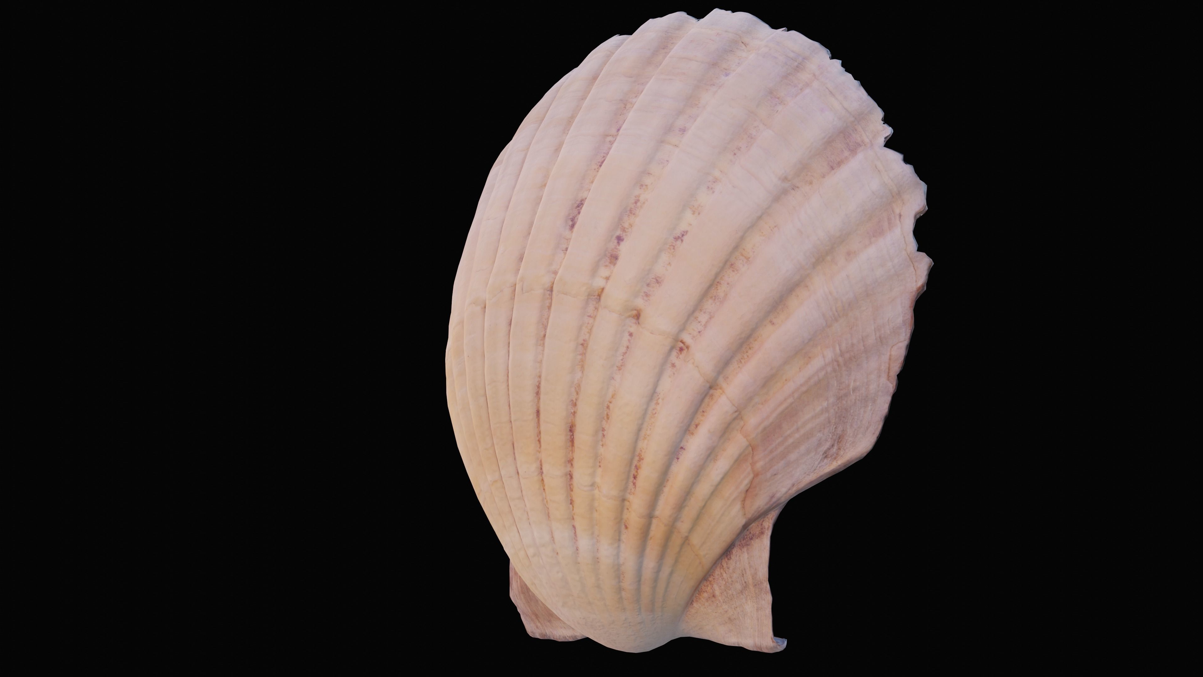 3D model Scallop sea shell VR / AR / low-poly | CGTrader