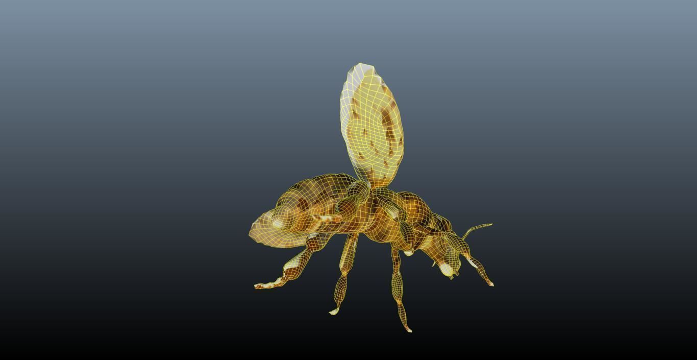 3D model honey bee lowpoly VR / AR / low-poly | CGTrader