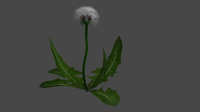 dandelion free 3D model | CGTrader