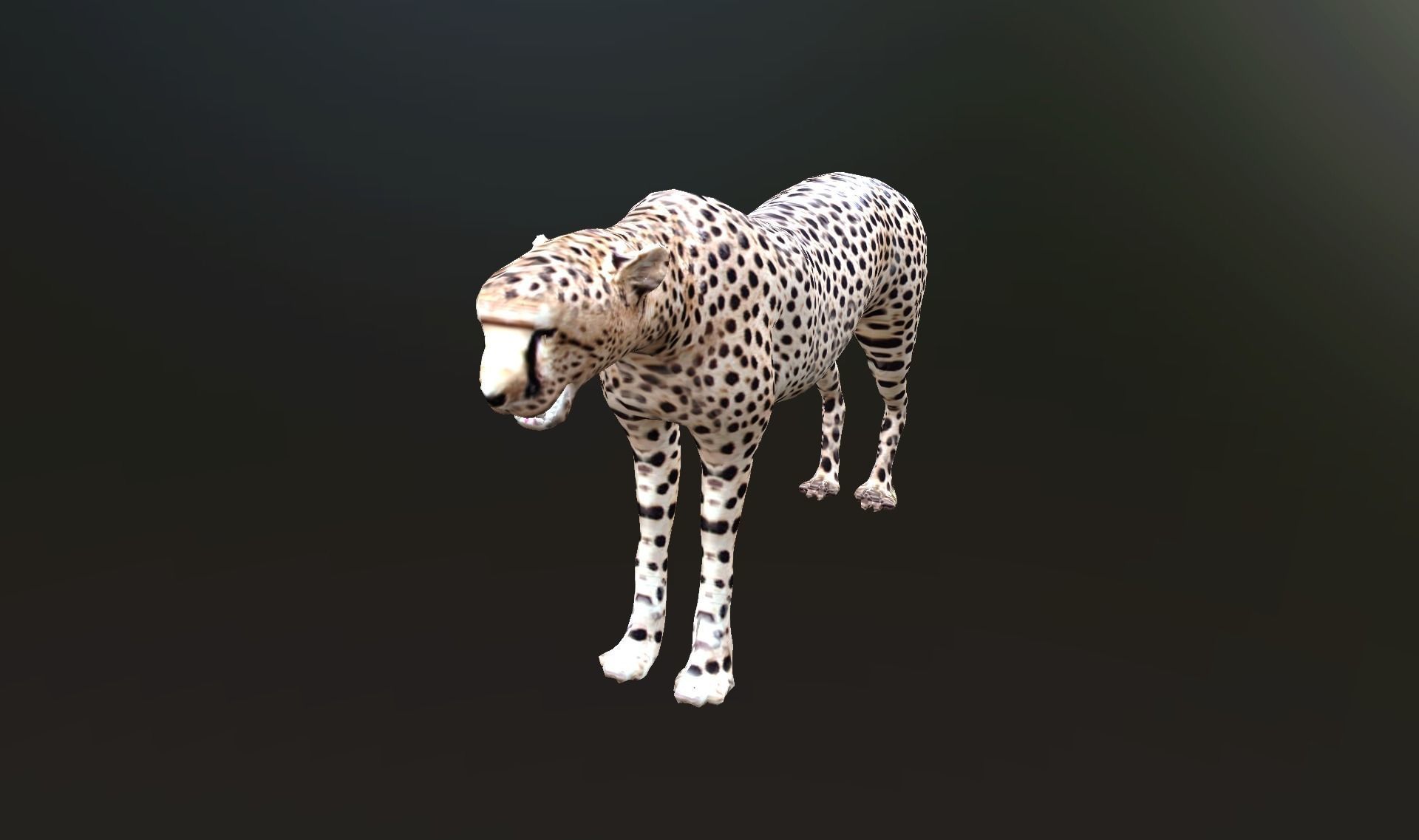 3D model cheetah lowpoly VR / AR / low-poly | CGTrader