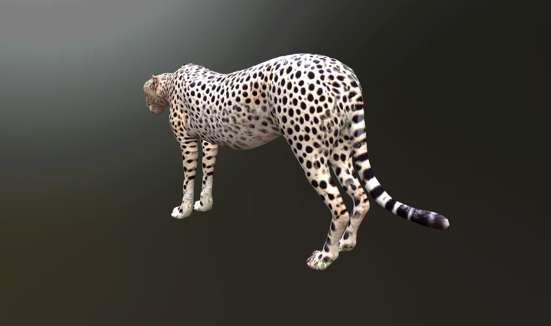 3D model cheetah lowpoly VR / AR / low-poly | CGTrader