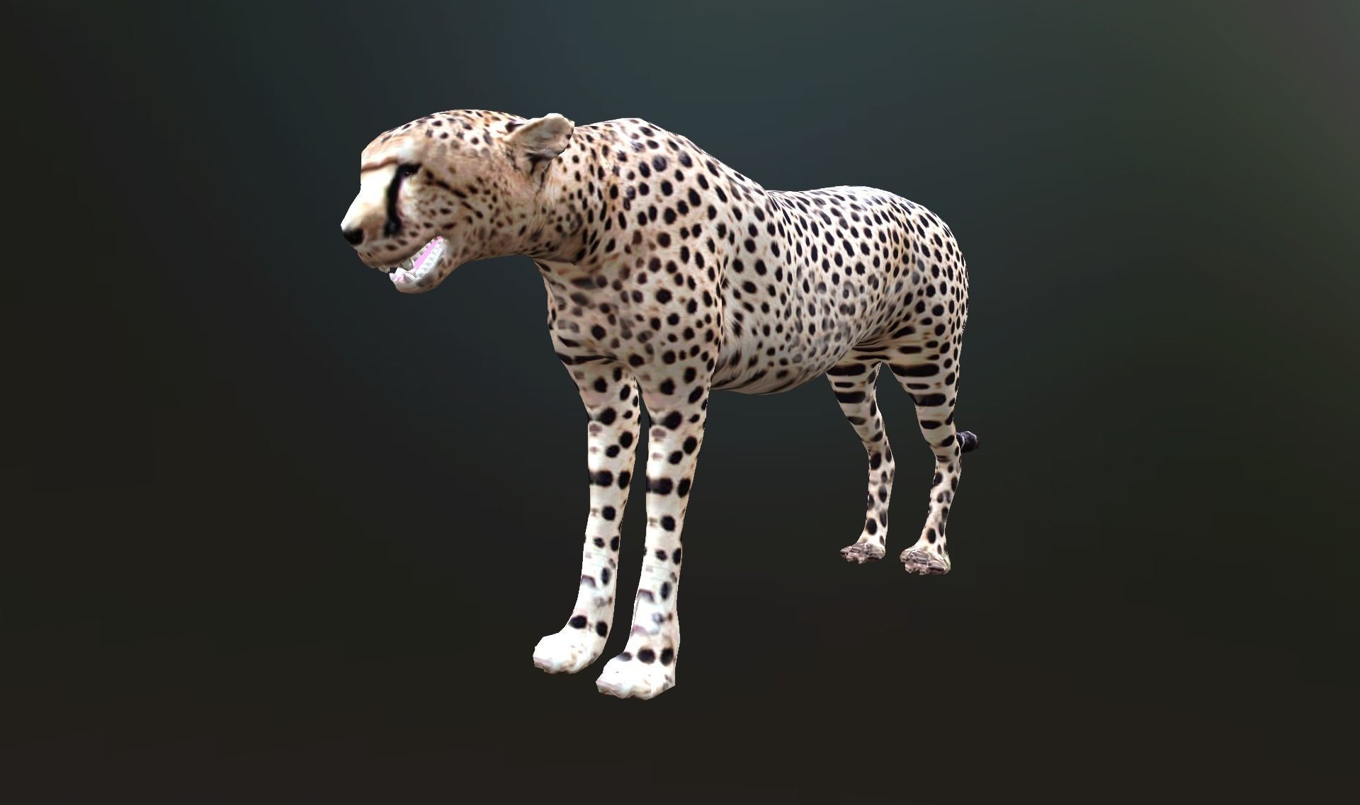 3D model cheetah lowpoly VR / AR / low-poly | CGTrader