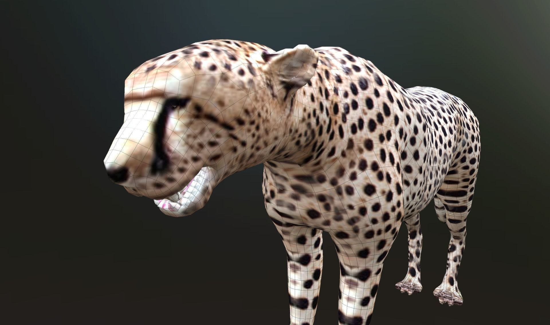 3D model cheetah lowpoly VR / AR / low-poly | CGTrader