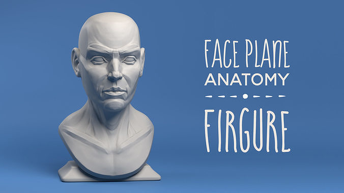Face Plane Anatomy 3D model 3D printable | CGTrader