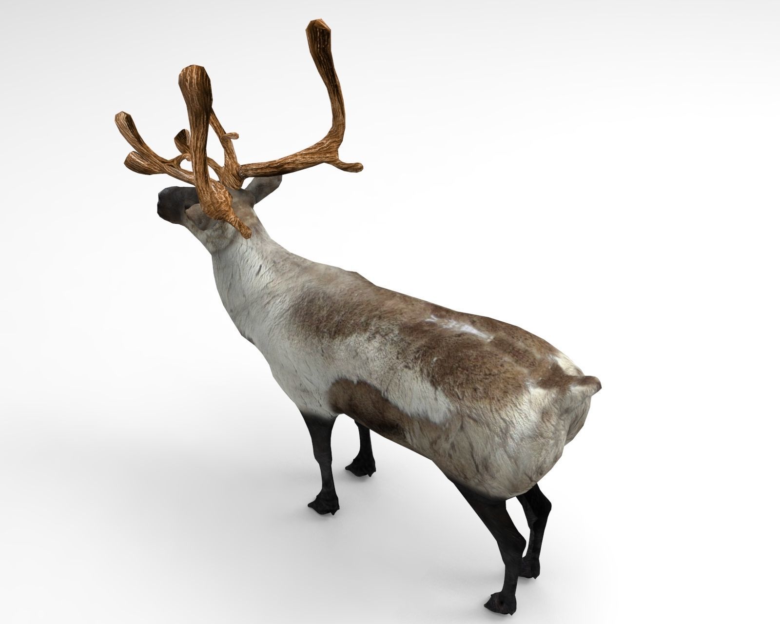 3D model 3D Reindeer model low poly VR / AR / low-poly | CGTrader