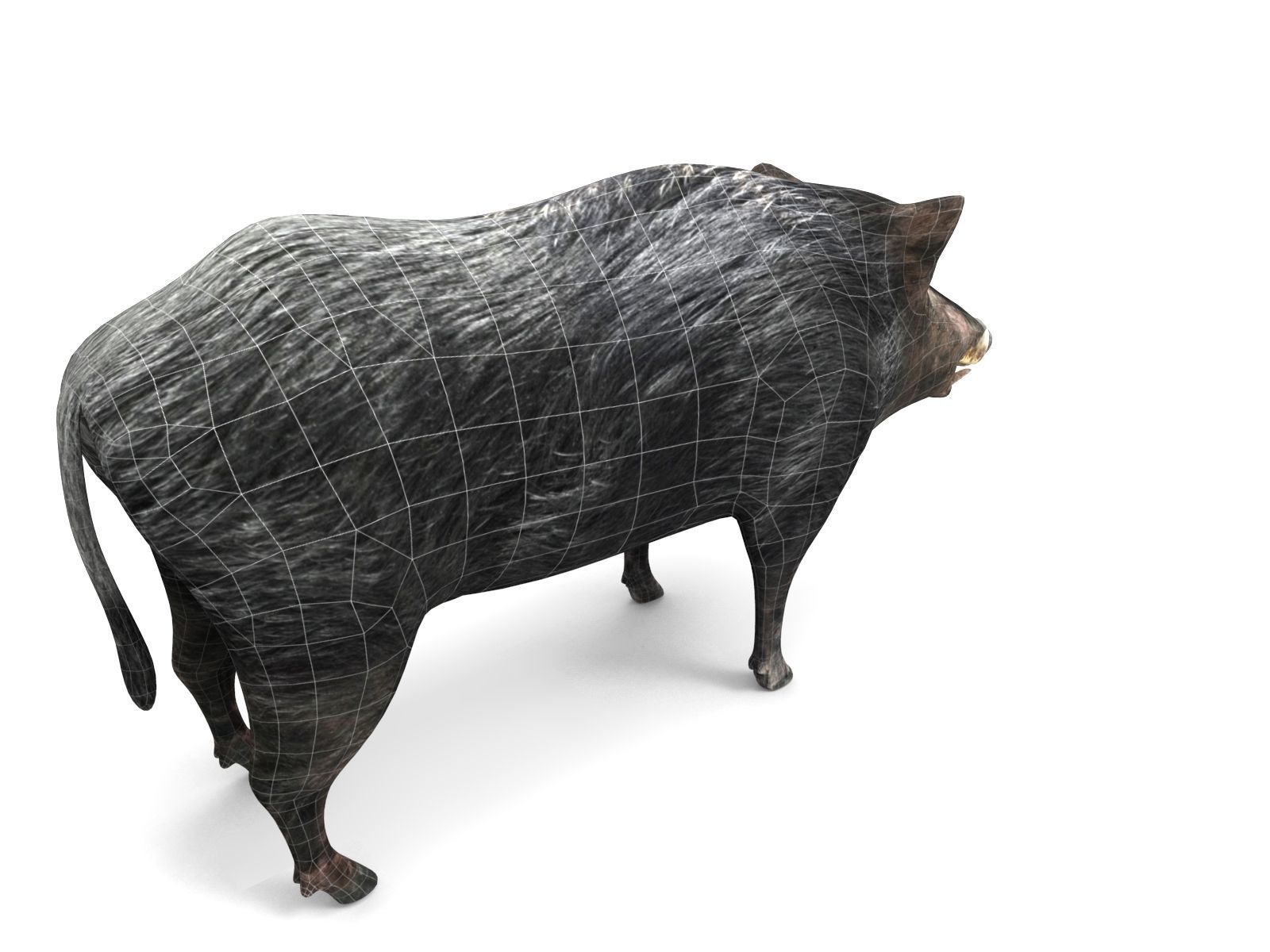 3D model 3D Wild Boar 3D Model VR / AR / low-poly | CGTrader