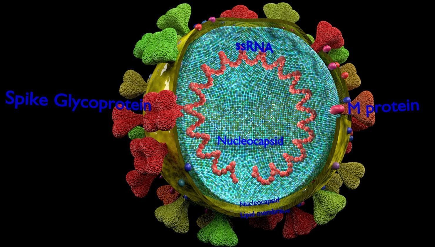 corona virus detail labelled cut section 3D model