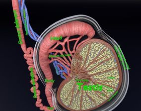 Testis 3D Models | CGTrader