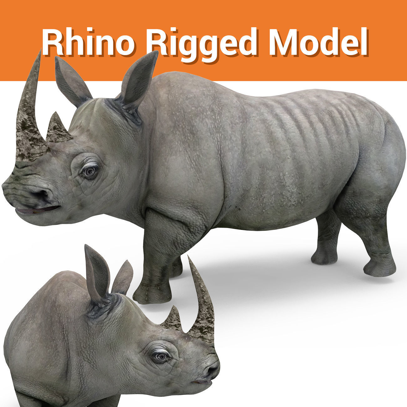 3D rhino rhinoceros realistic Rigged low poly rigged