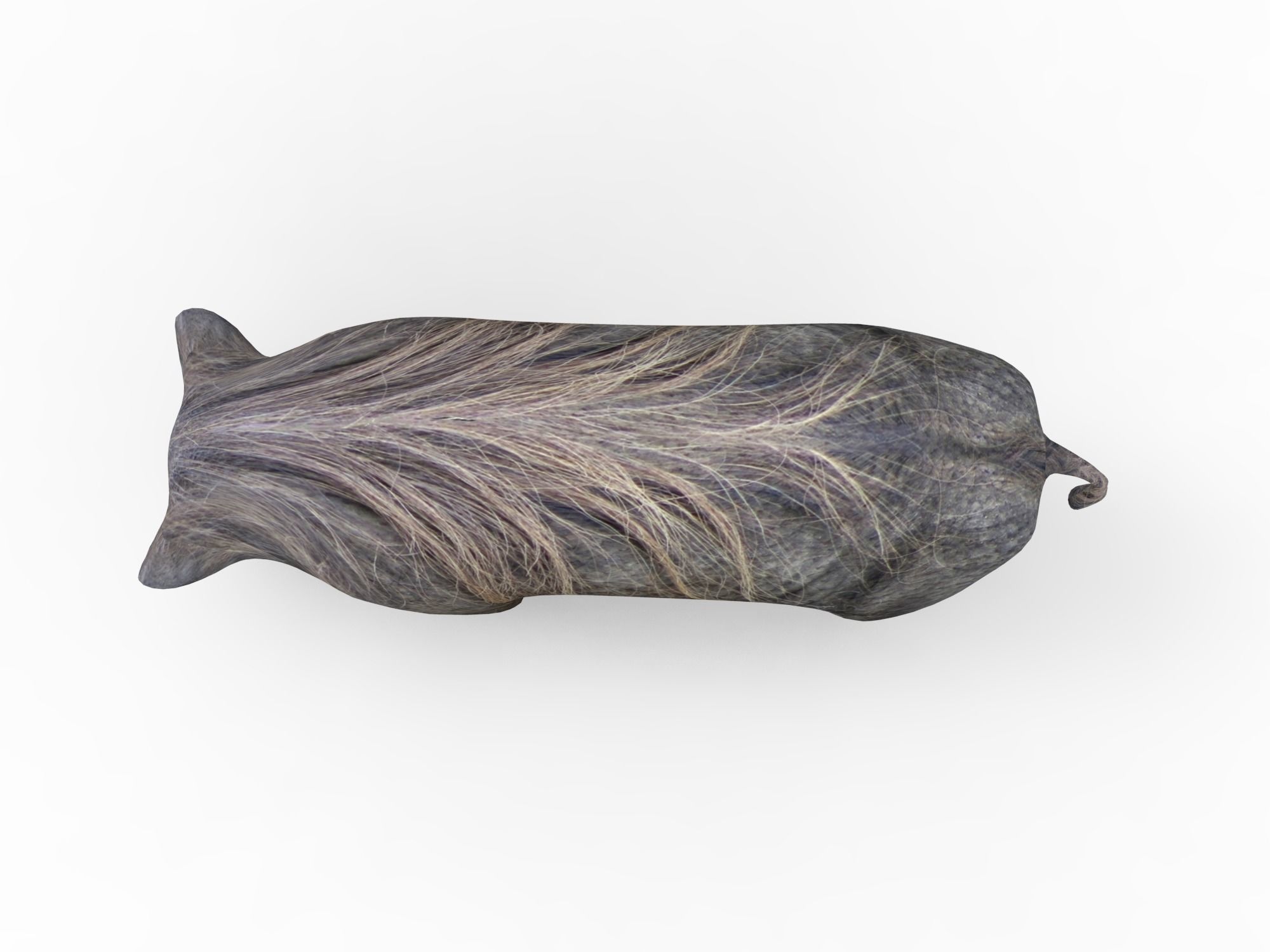 3D model 3D Boar Rigged 3D Models game ready VR / AR / low-poly rigged ...