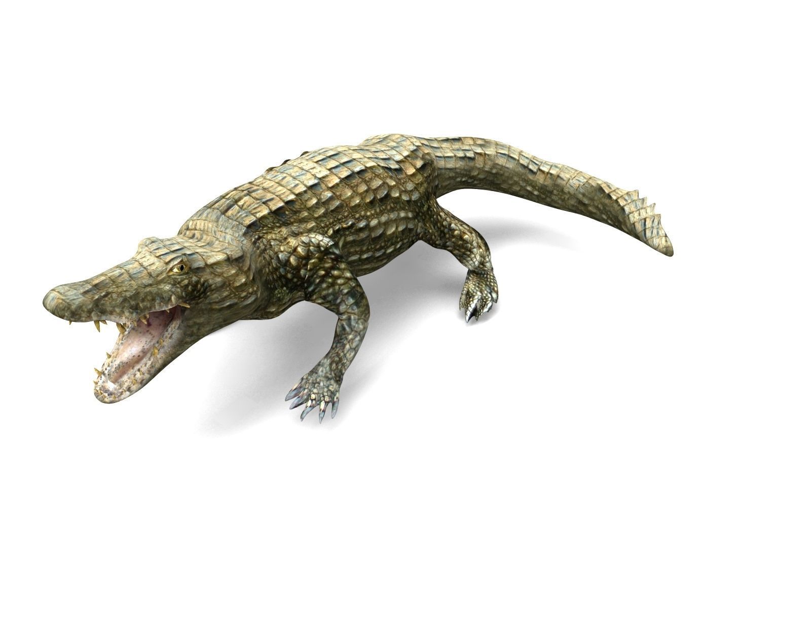 rigged Crocodile Rigged 3D Models game ready | CGTrader