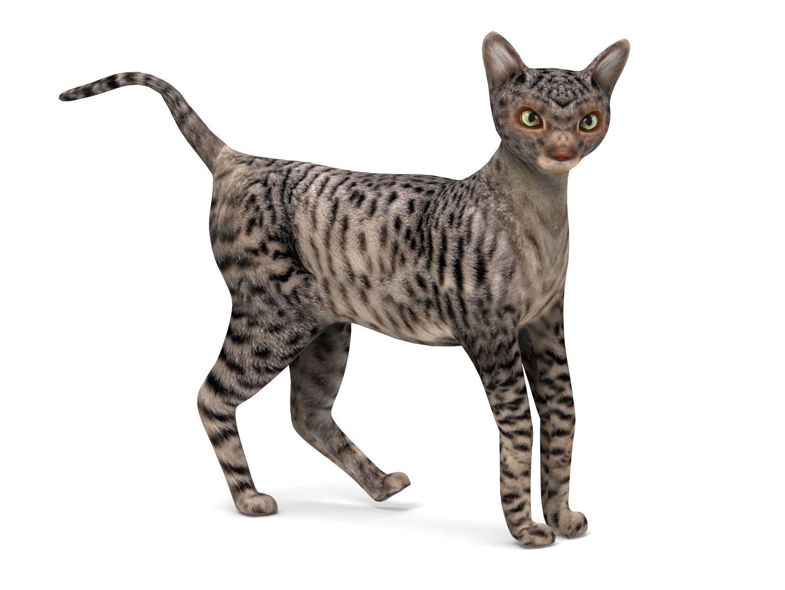 3D model 3D Black cat Rigged model VR / AR / low-poly rigged | CGTrader