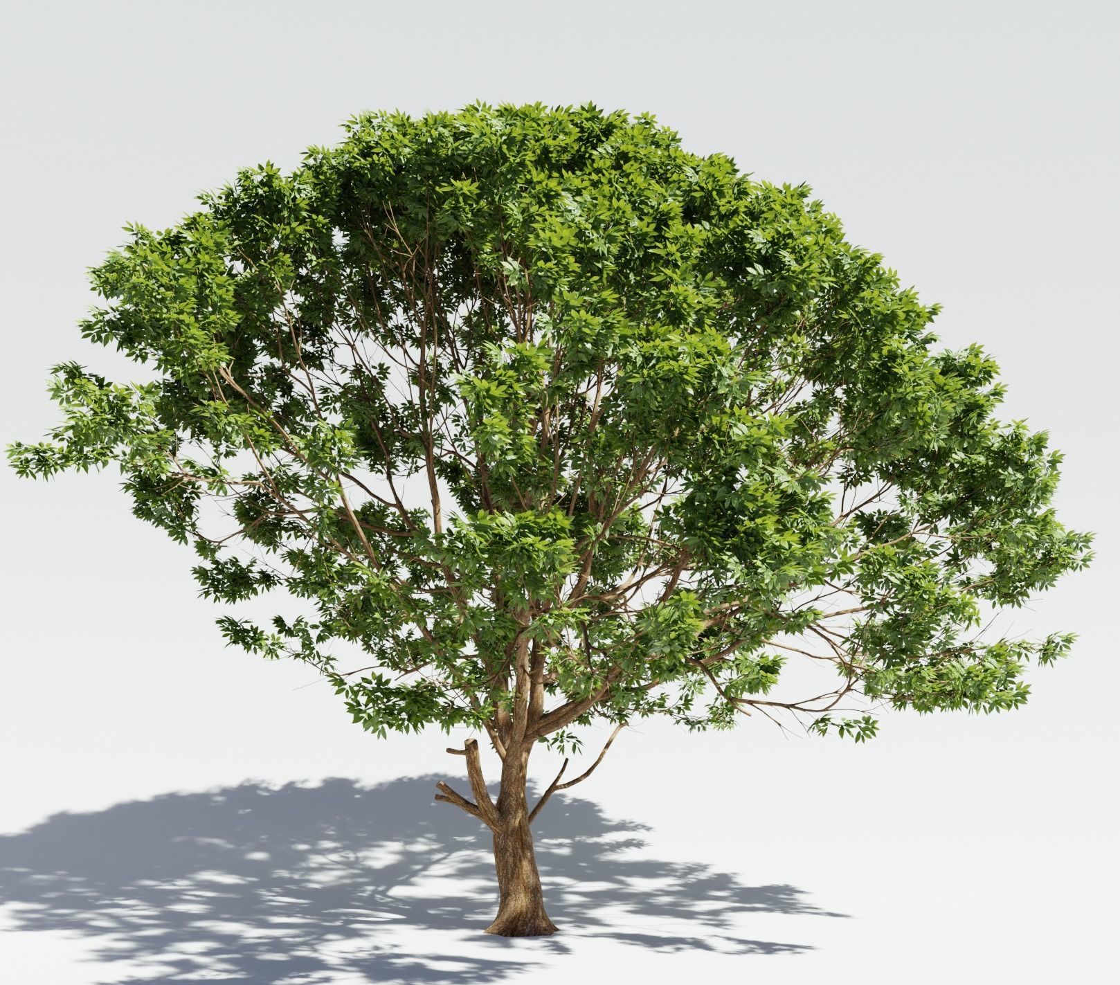 Ash trees 3D model | CGTrader