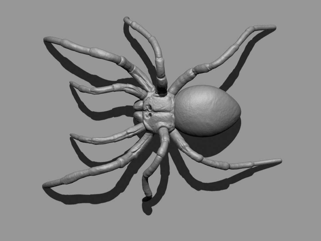 Tarantula Spider 3D model 3D printable | CGTrader