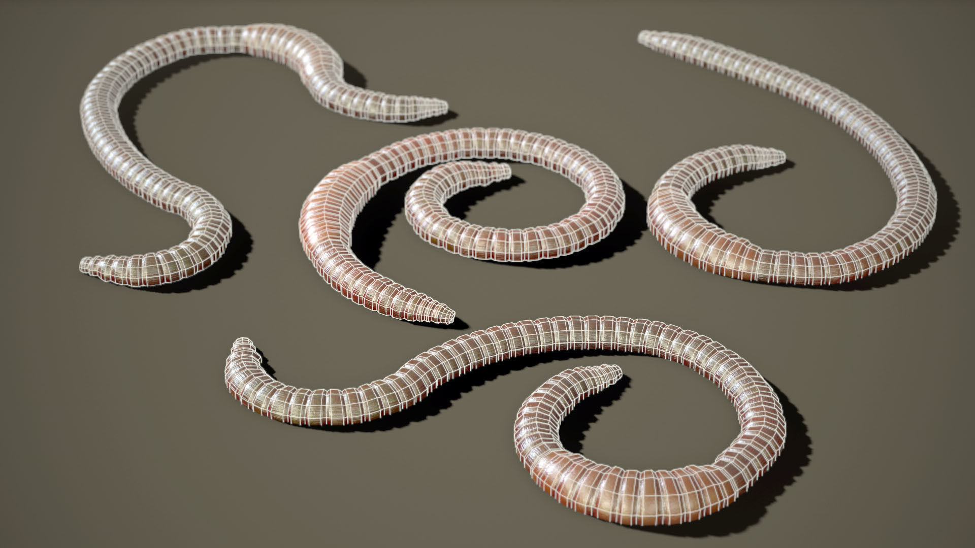 3D model Earthworms Rigged PBR VR / AR / low-poly rigged | CGTrader