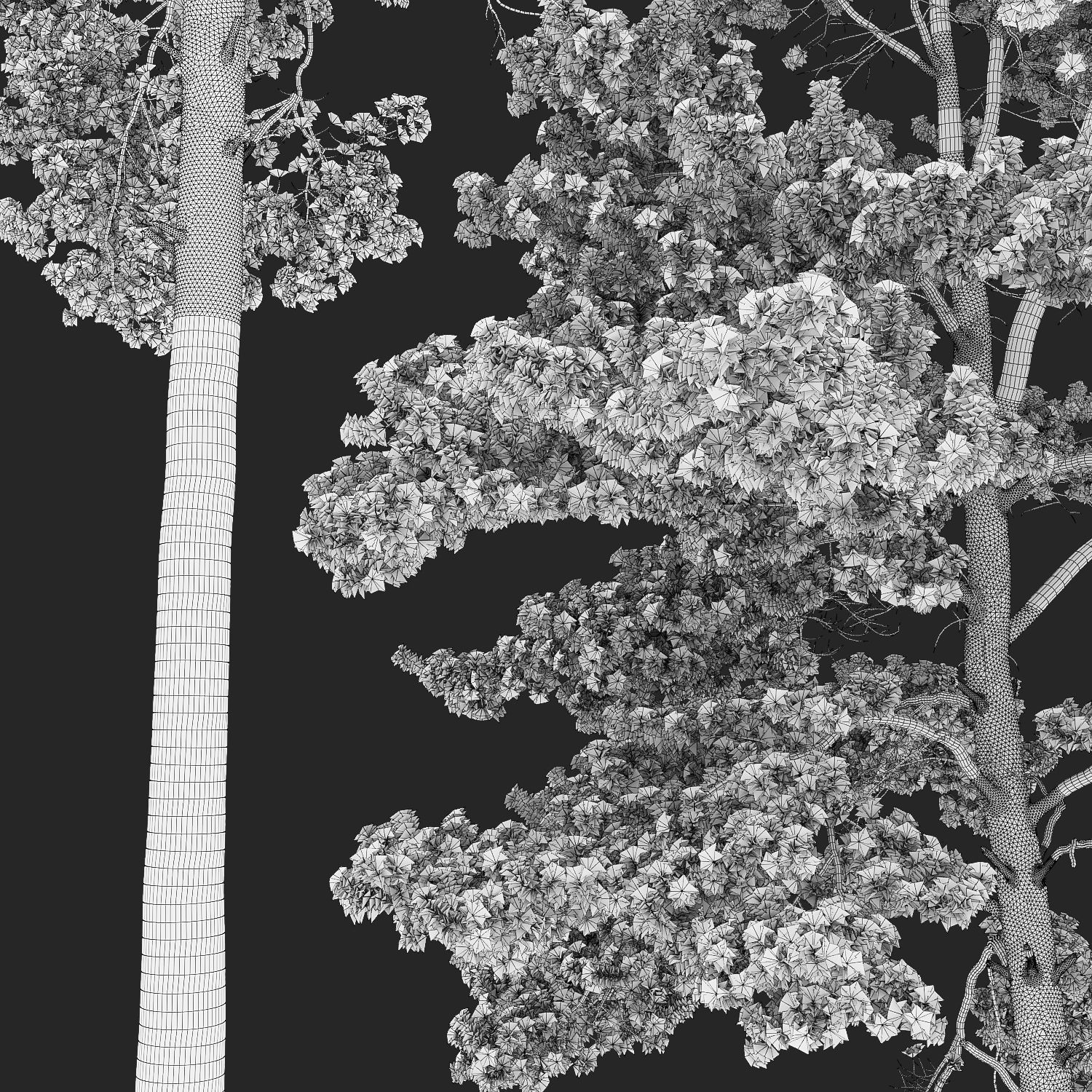 Pinus Sylvestris 23 H22m 3D model | CGTrader