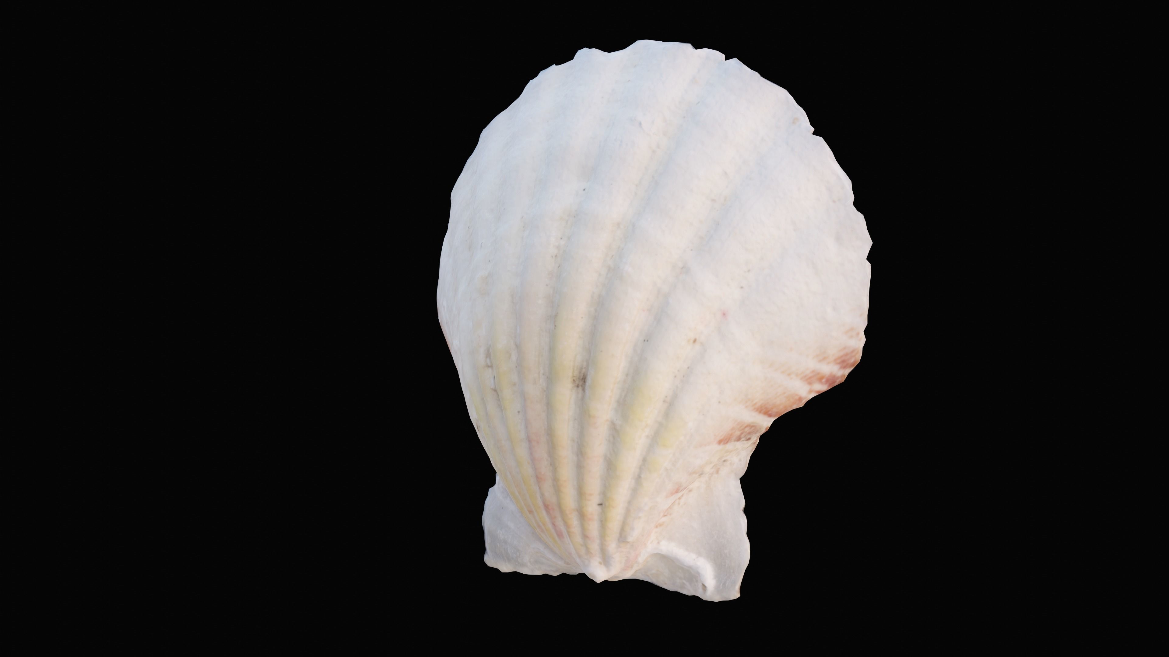 3D model Small Scallop Sea Shell VR / AR / low-poly | CGTrader
