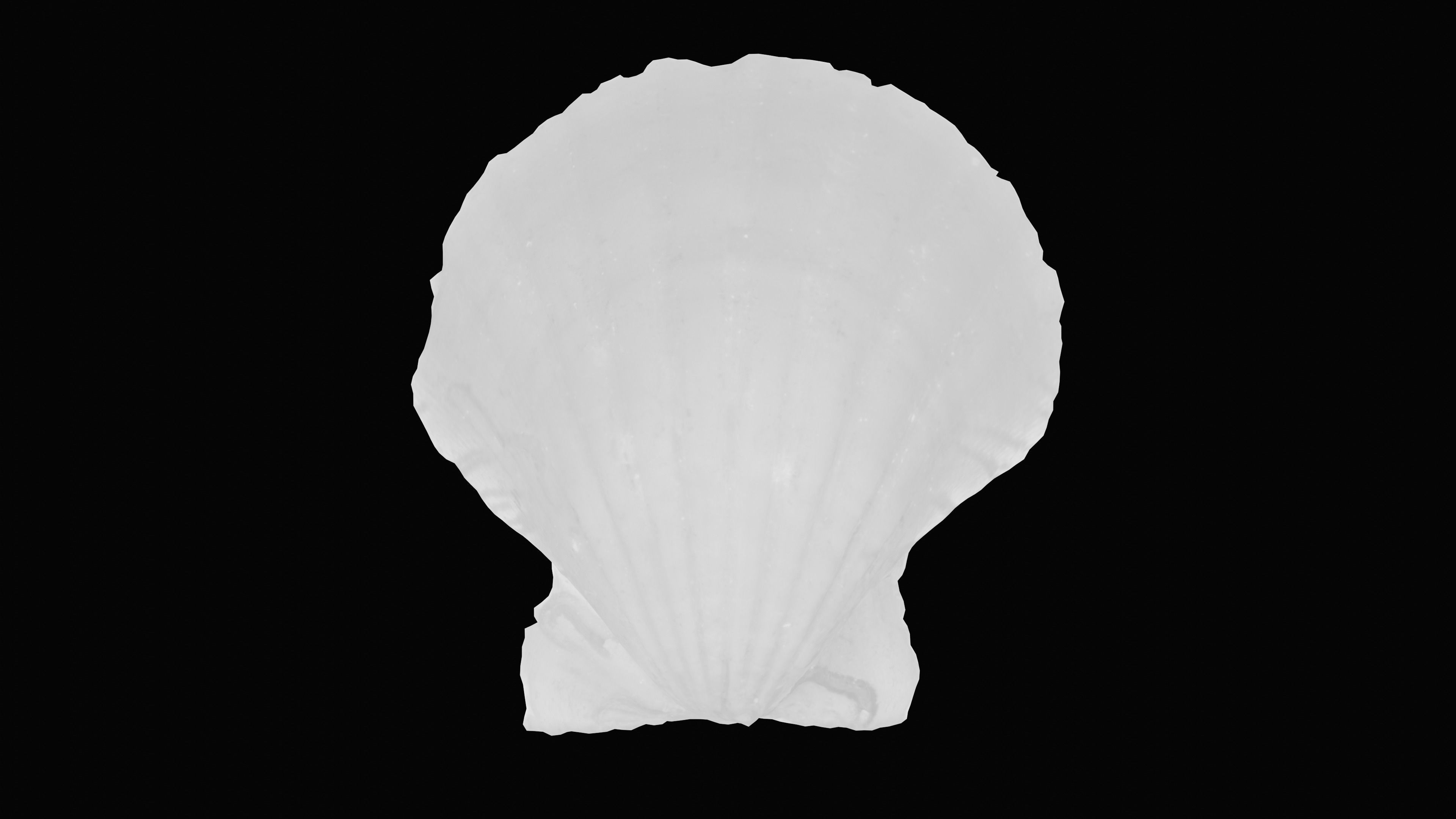 3D model Small Scallop Sea Shell VR / AR / low-poly | CGTrader