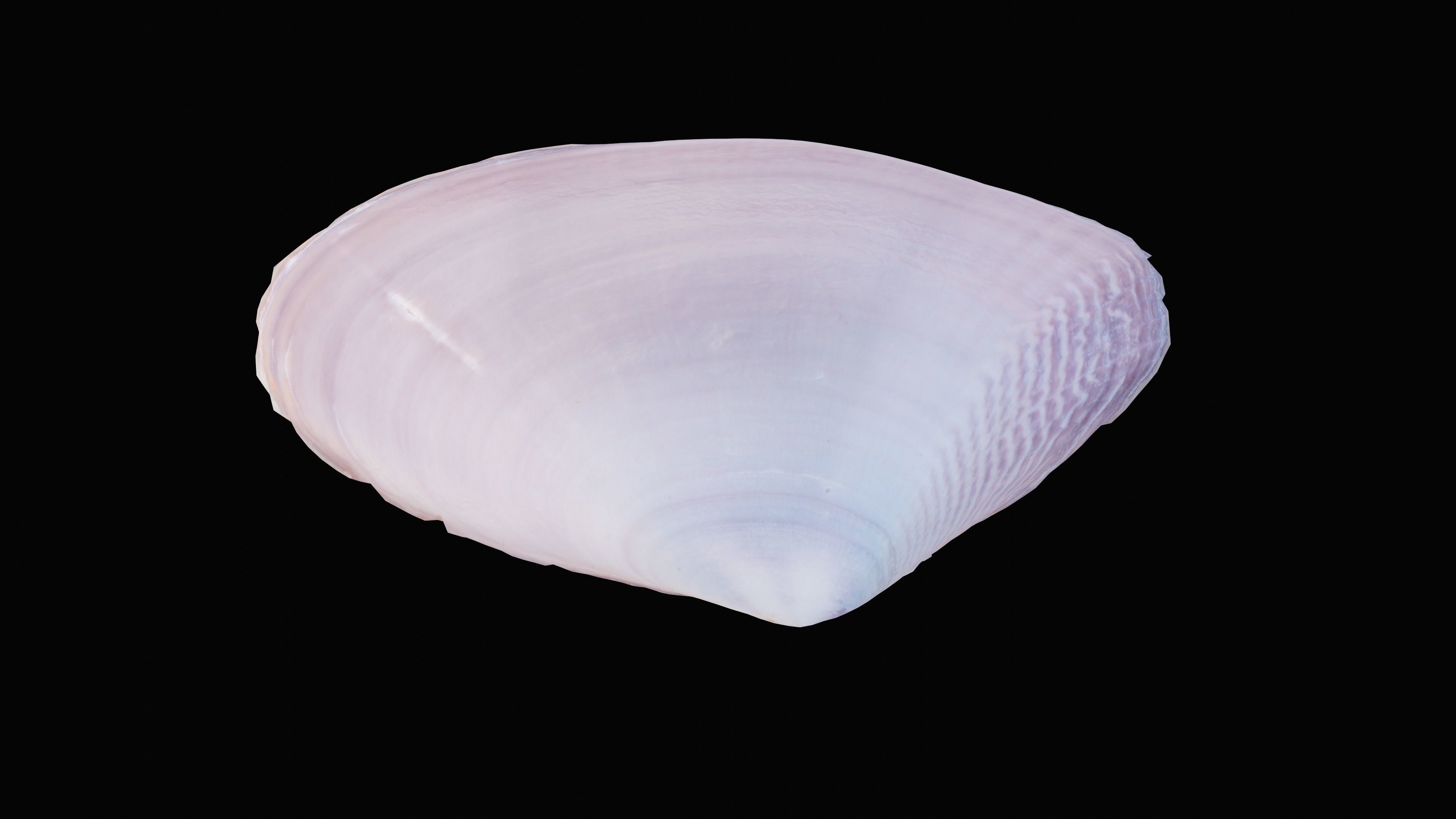 3D model Tellin Sea Shell VR / AR / low-poly | CGTrader
