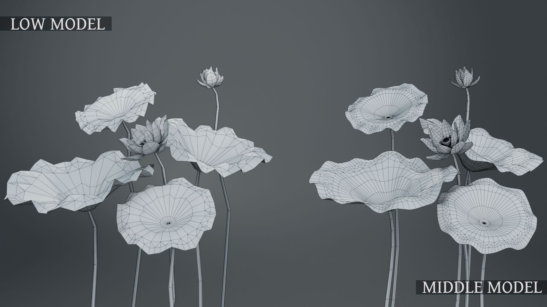 3D model Lotus Collection vol07 VR / AR / low-poly | CGTrader