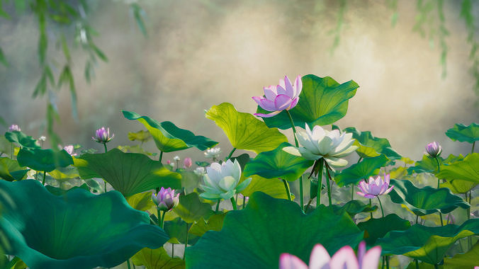 3D model Lotus Collection vol07 VR / AR / low-poly | CGTrader