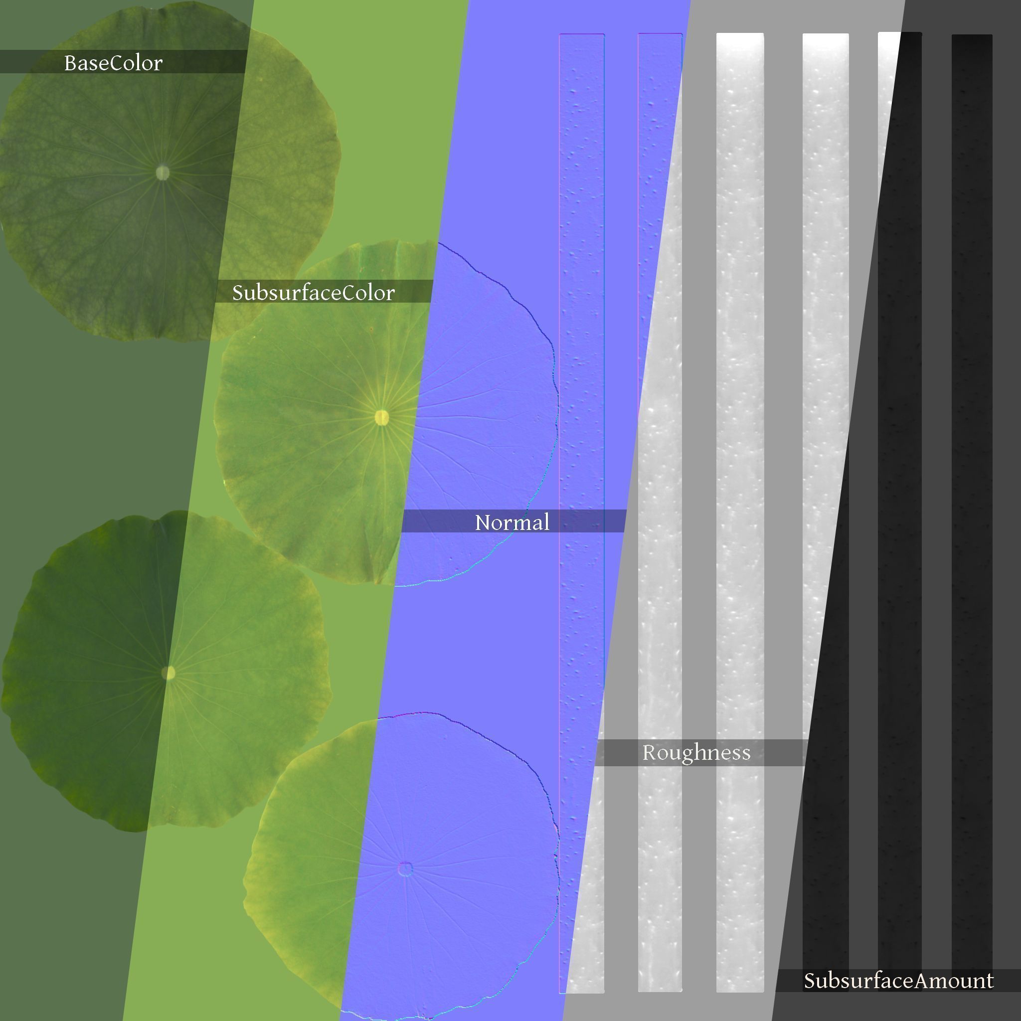 3D model Lotus Collection vol07 VR / AR / low-poly | CGTrader