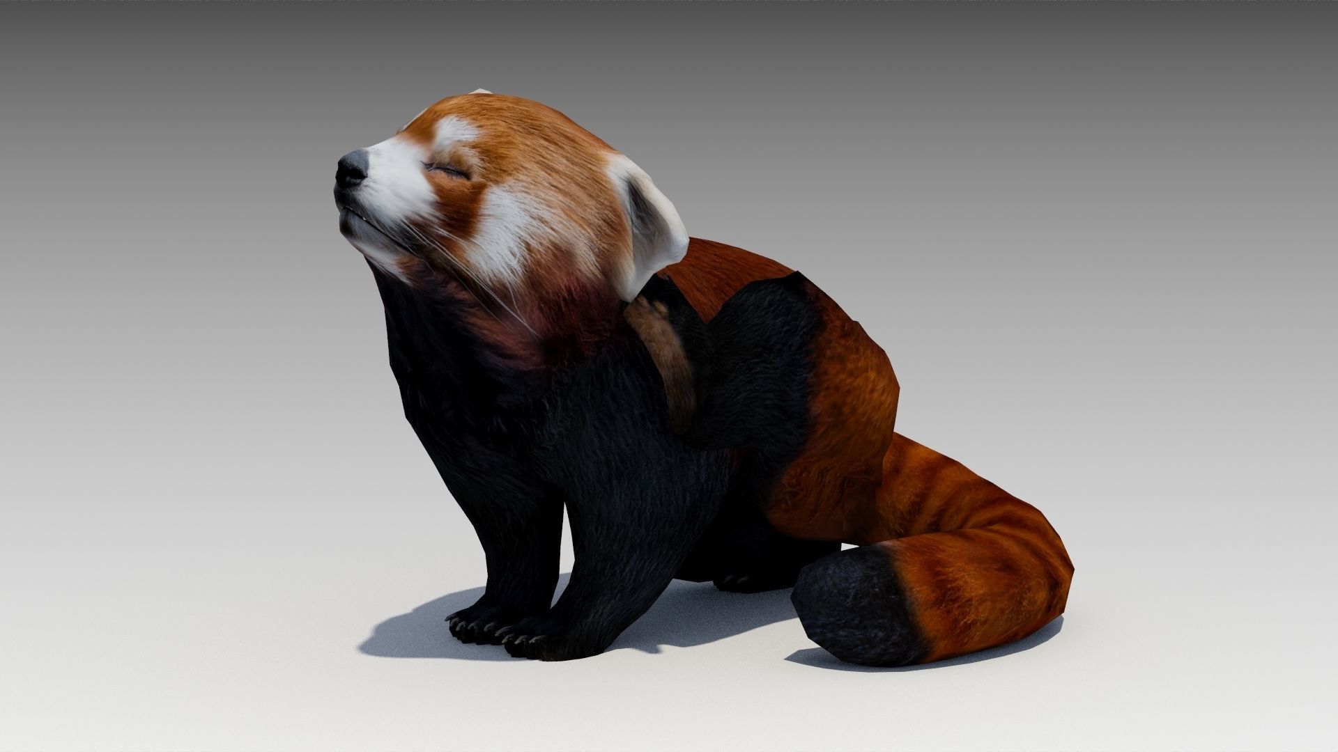 3D model Red Panda VR / AR / low-poly rigged animated | CGTrader