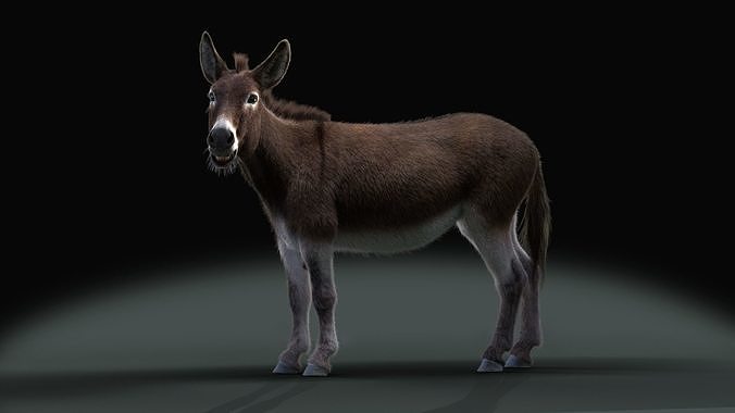 Grey Donkey Animated 3D model animated rigged | CGTrader