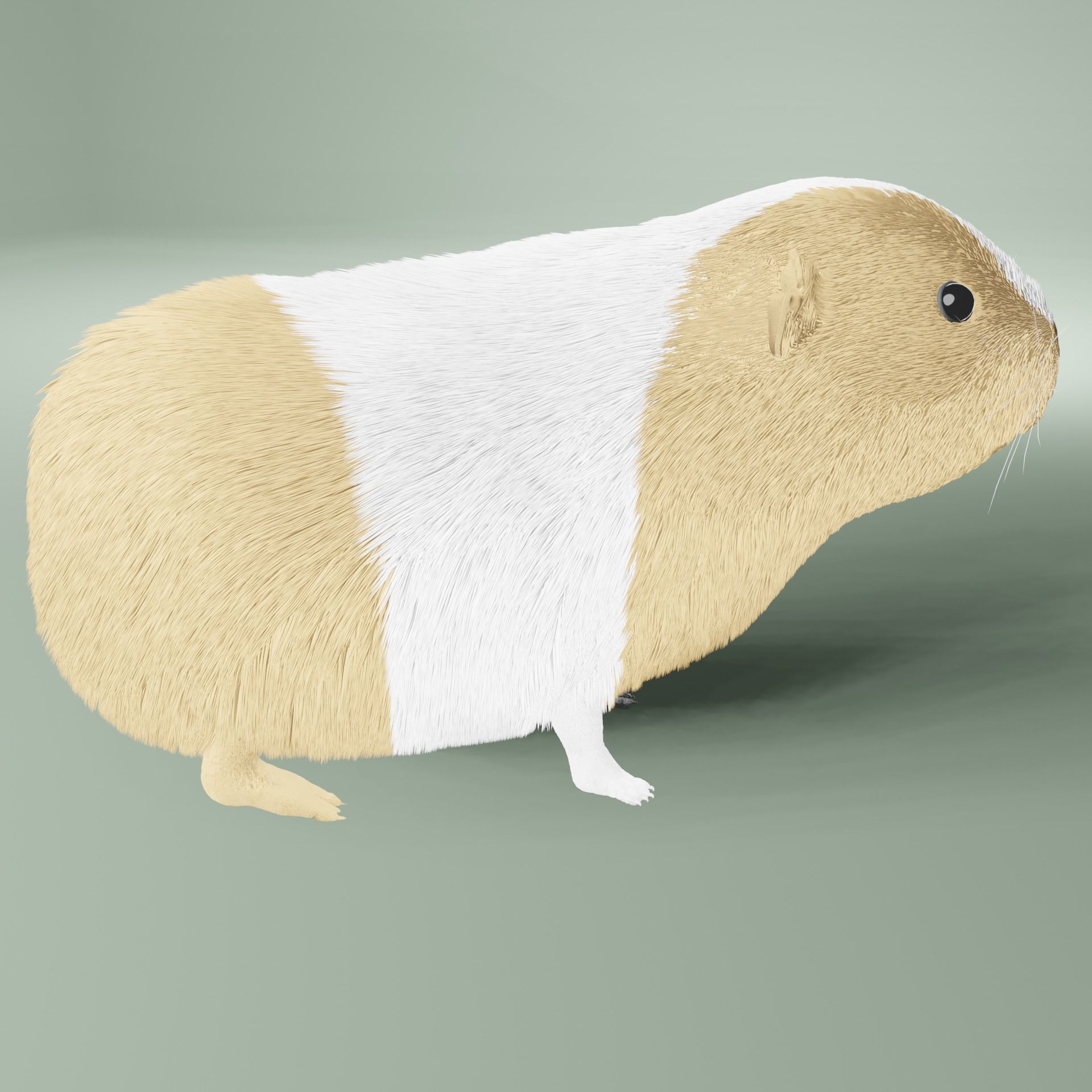Guinea pig free 3D model | CGTrader