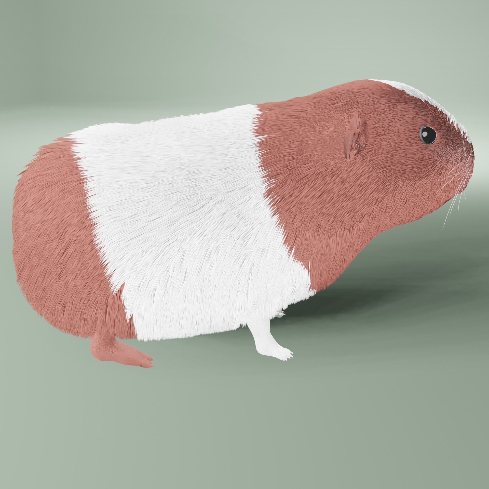 Guinea pig free 3D model | CGTrader