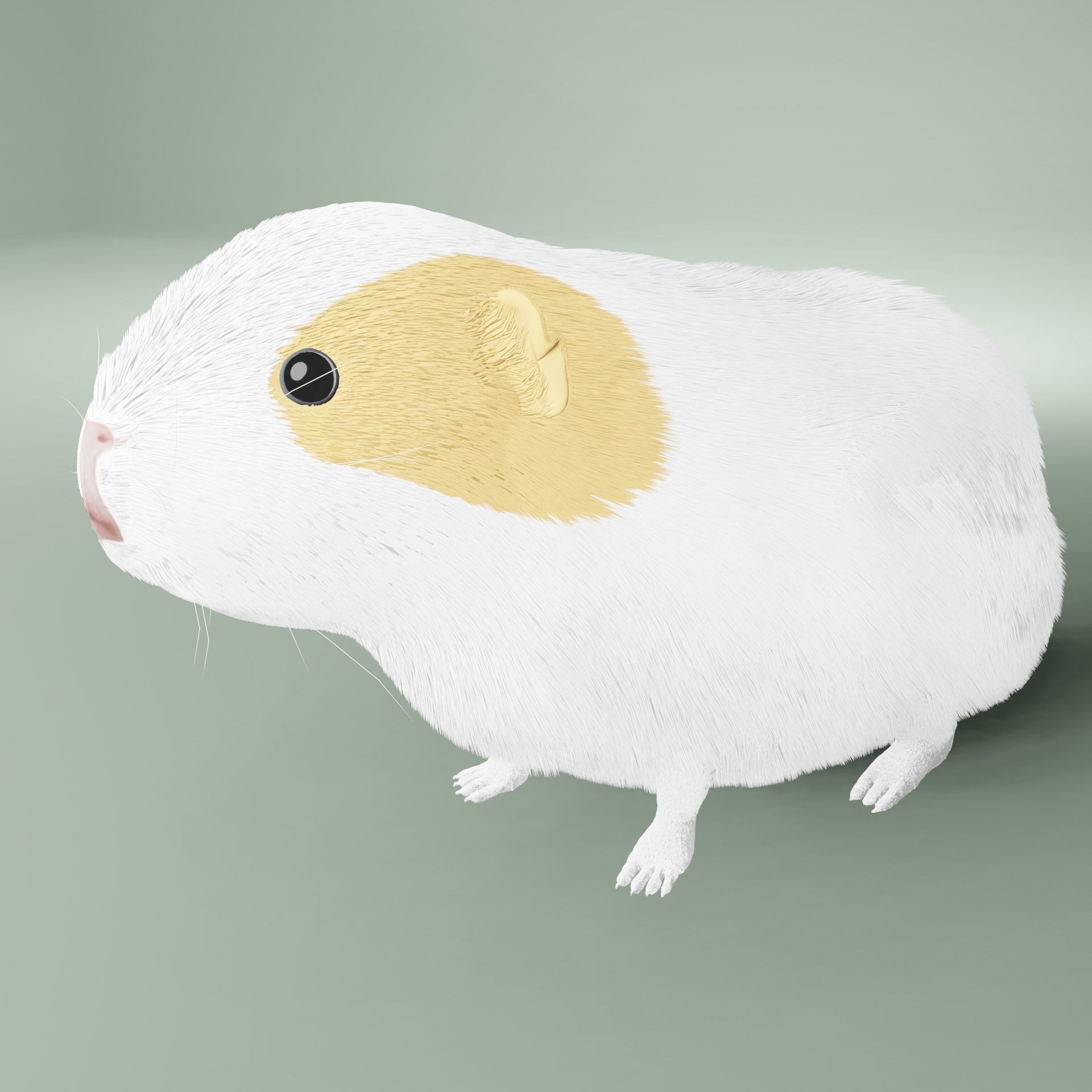 Guinea pig free 3D model | CGTrader