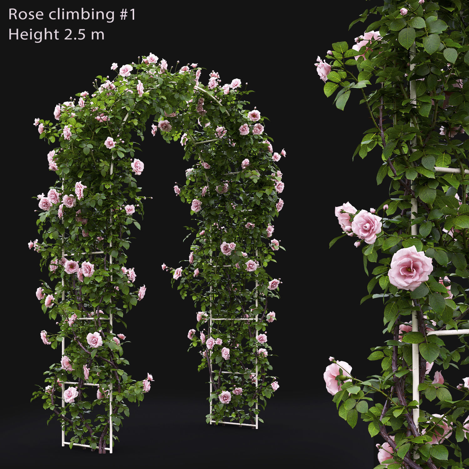 Rose climbing 01 3D model | CGTrader