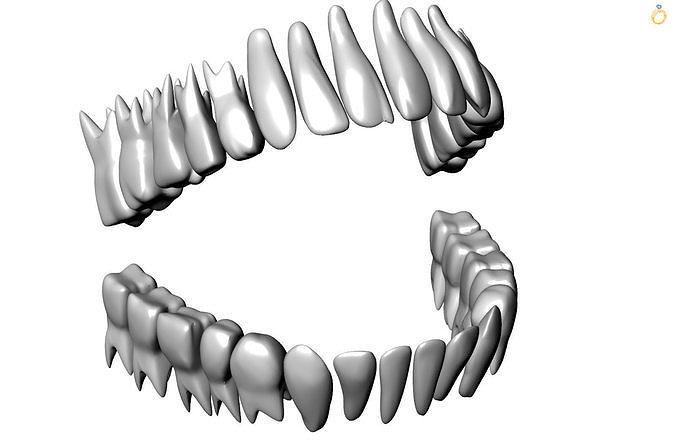 Anatomical model of all teeth 3D model 3D printable | CGTrader