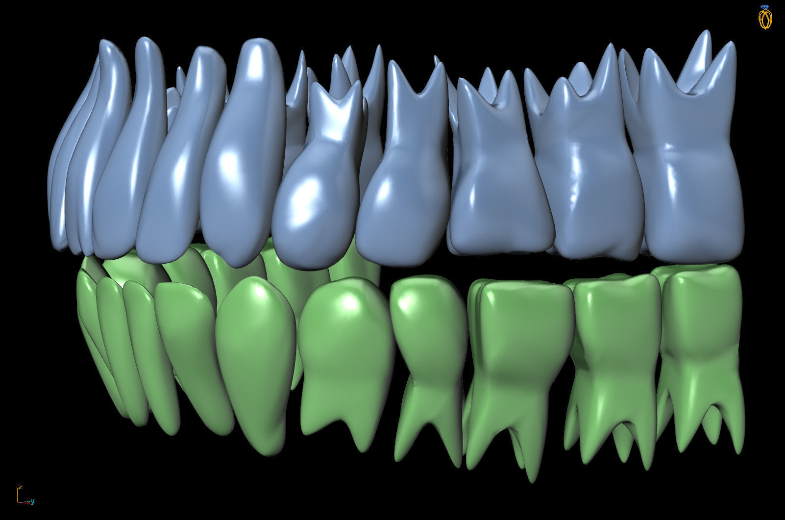 Anatomical model of all teeth 3D model 3D printable | CGTrader