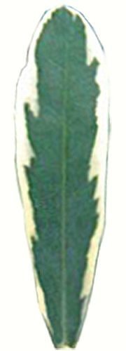 grass green free 3D model | CGTrader