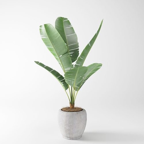 saging free 3D model | CGTrader