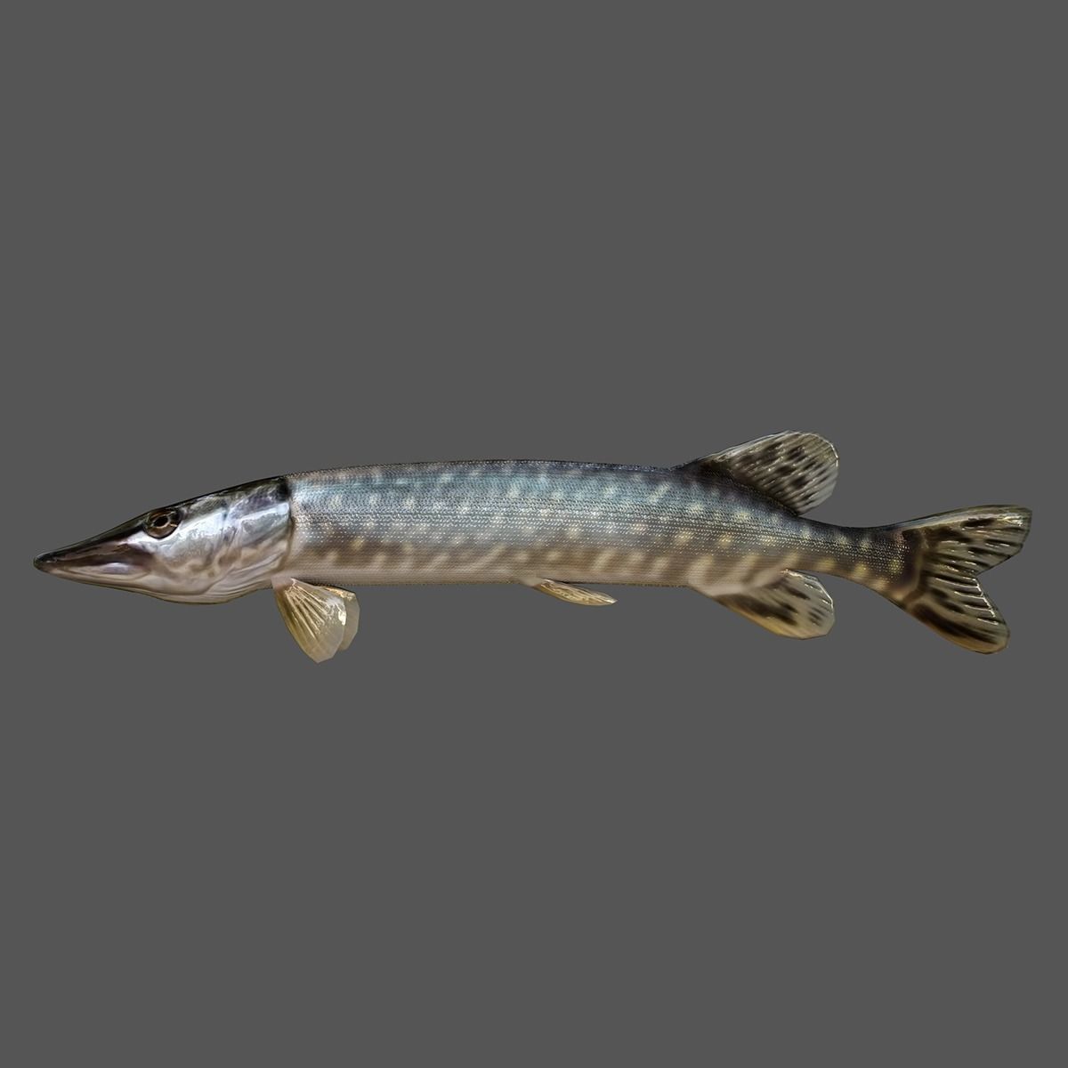 3D model Pike Fish Animated Model VR / AR / low-poly | CGTrader