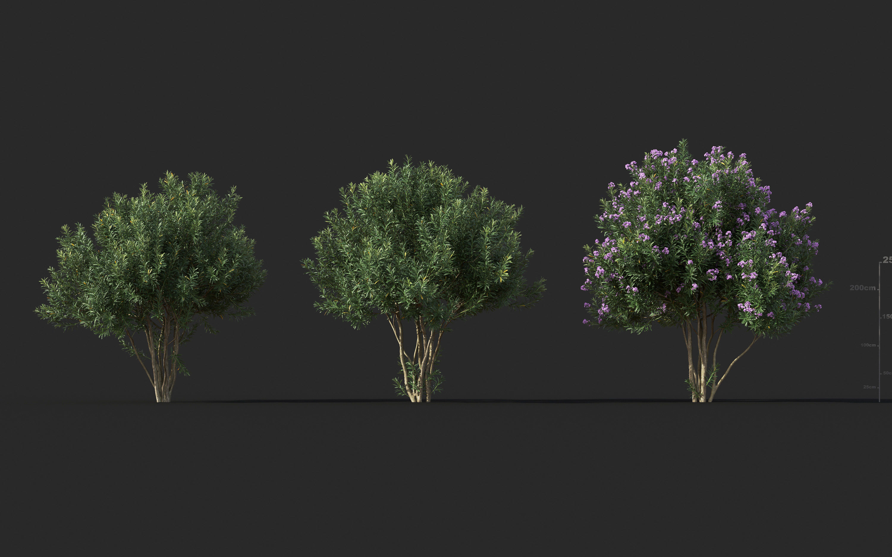 Garden shrub flowers Collection- Include GrowFX and Mesh file 3D model ...
