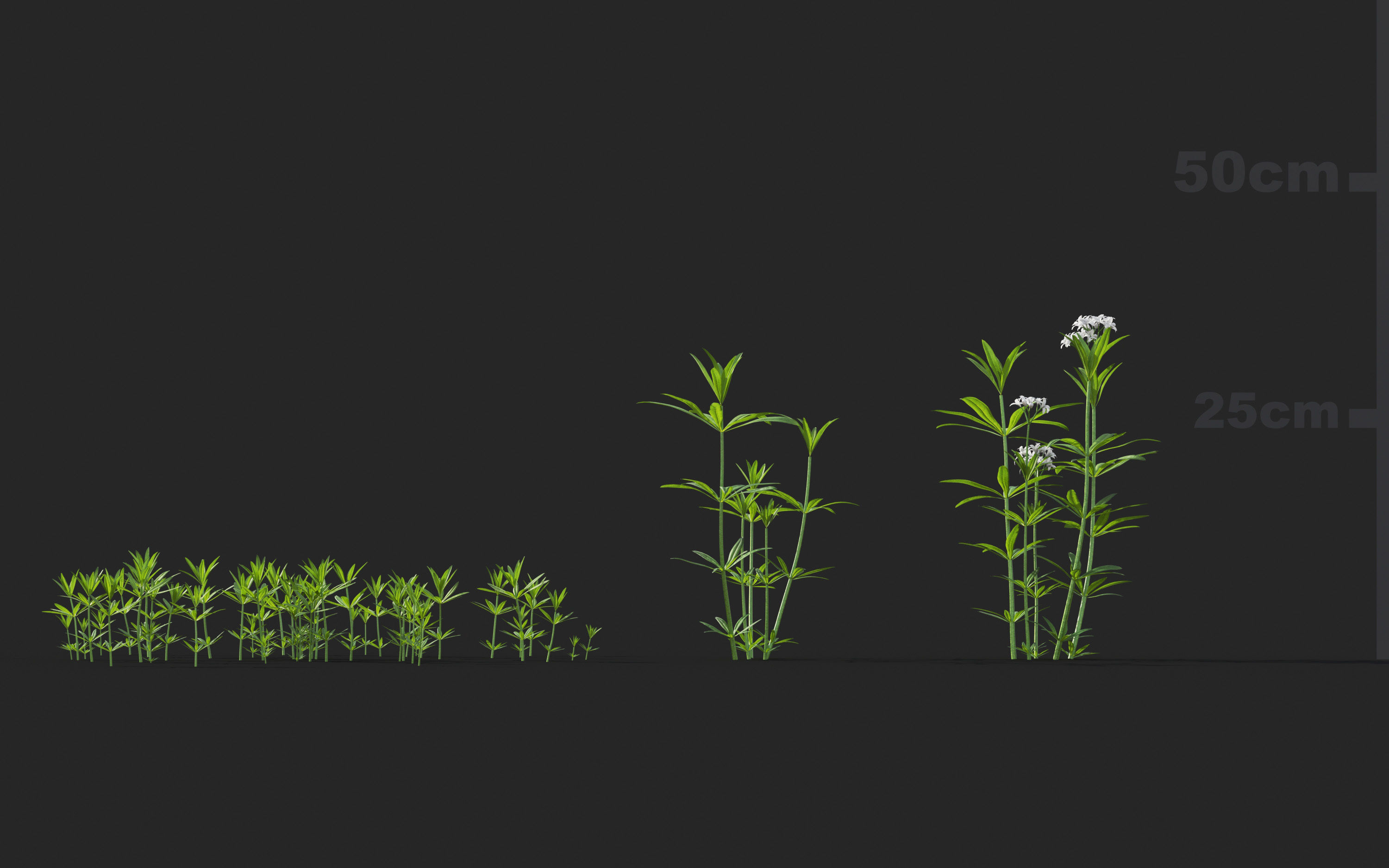 Ground cover plants Collection - Include GrowFX and Mesh file 3D model ...