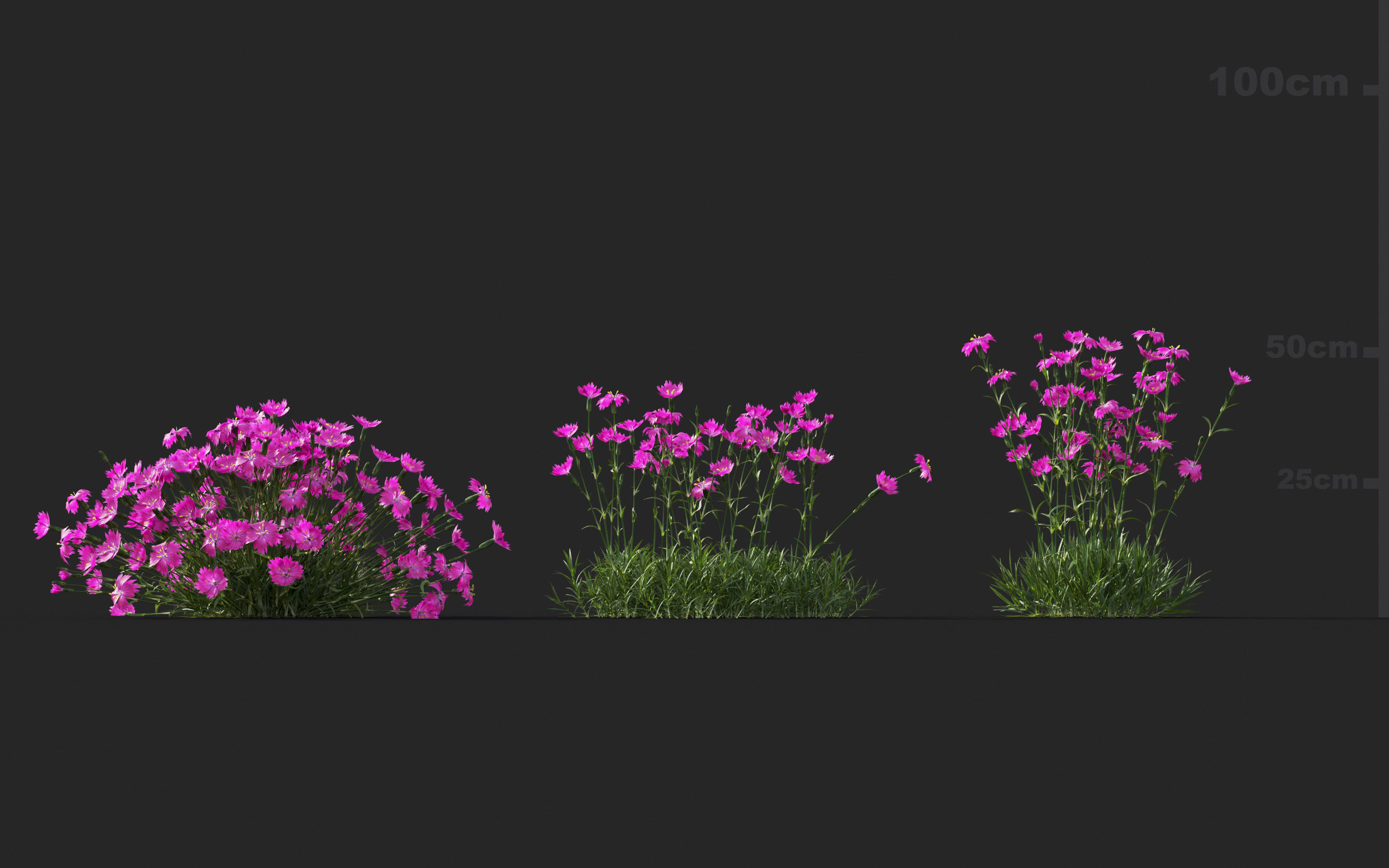 Ground cover plants Collection - Include GrowFX and Mesh file 3D model ...
