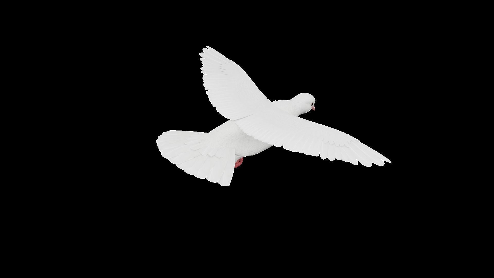 3D model Realistic Animated White Dove Low-poly VR / AR / low-poly ...