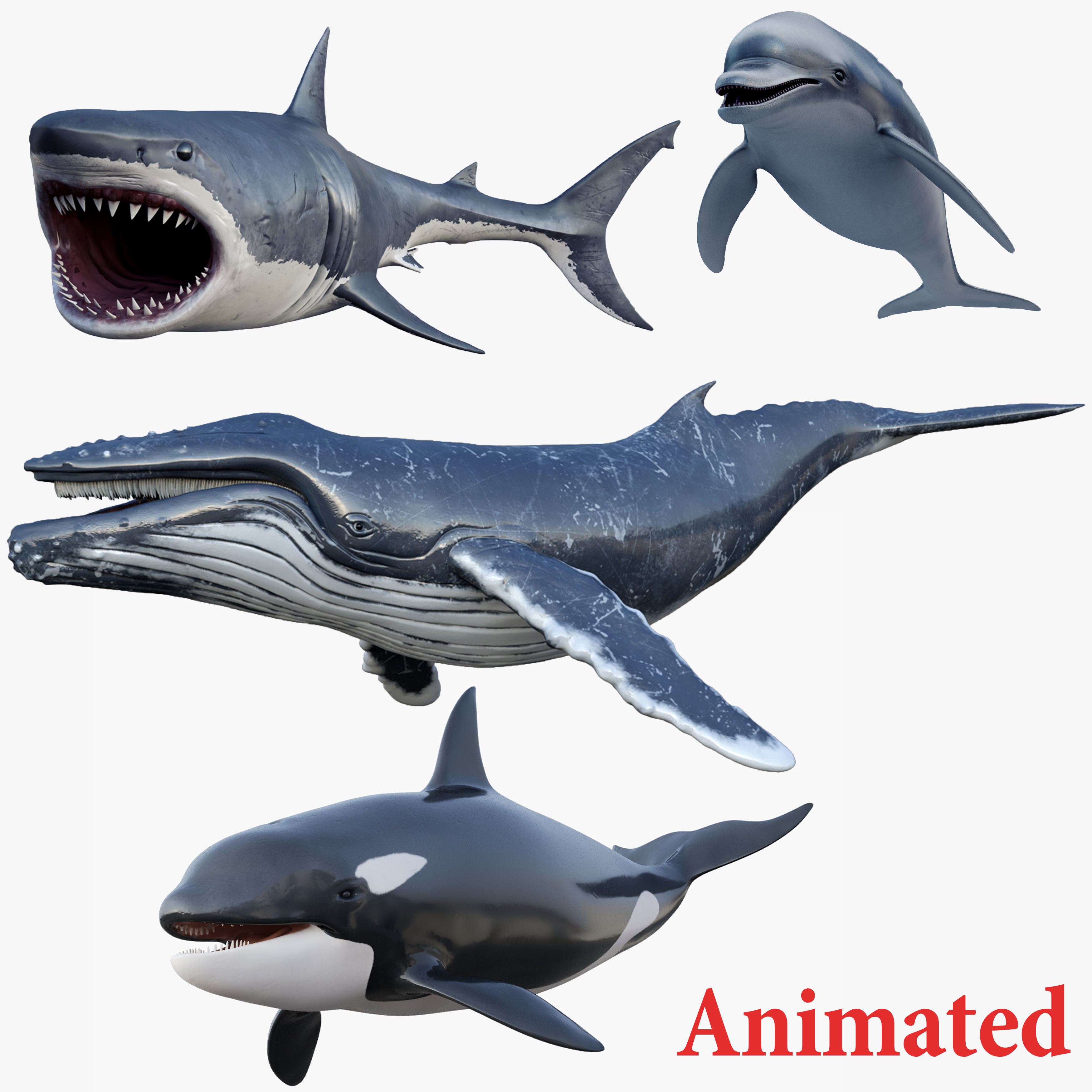Set of Sea Animals Animated 8K 3D model | CGTrader