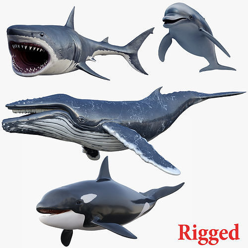3D model Set of Sea Animals Rigged 8K VR / AR / low-poly | CGTrader