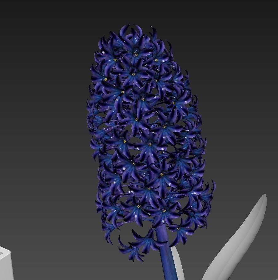 Hyacinth hyacinths pots 3D model | CGTrader