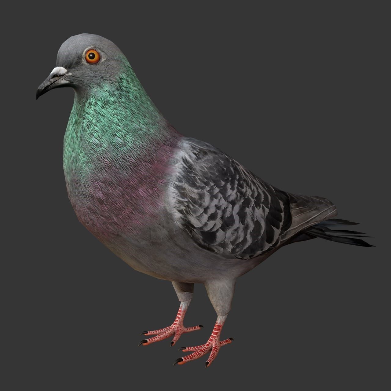 3D model Pigeon Low Poly Rigged with high quality texture VR / AR / low ...