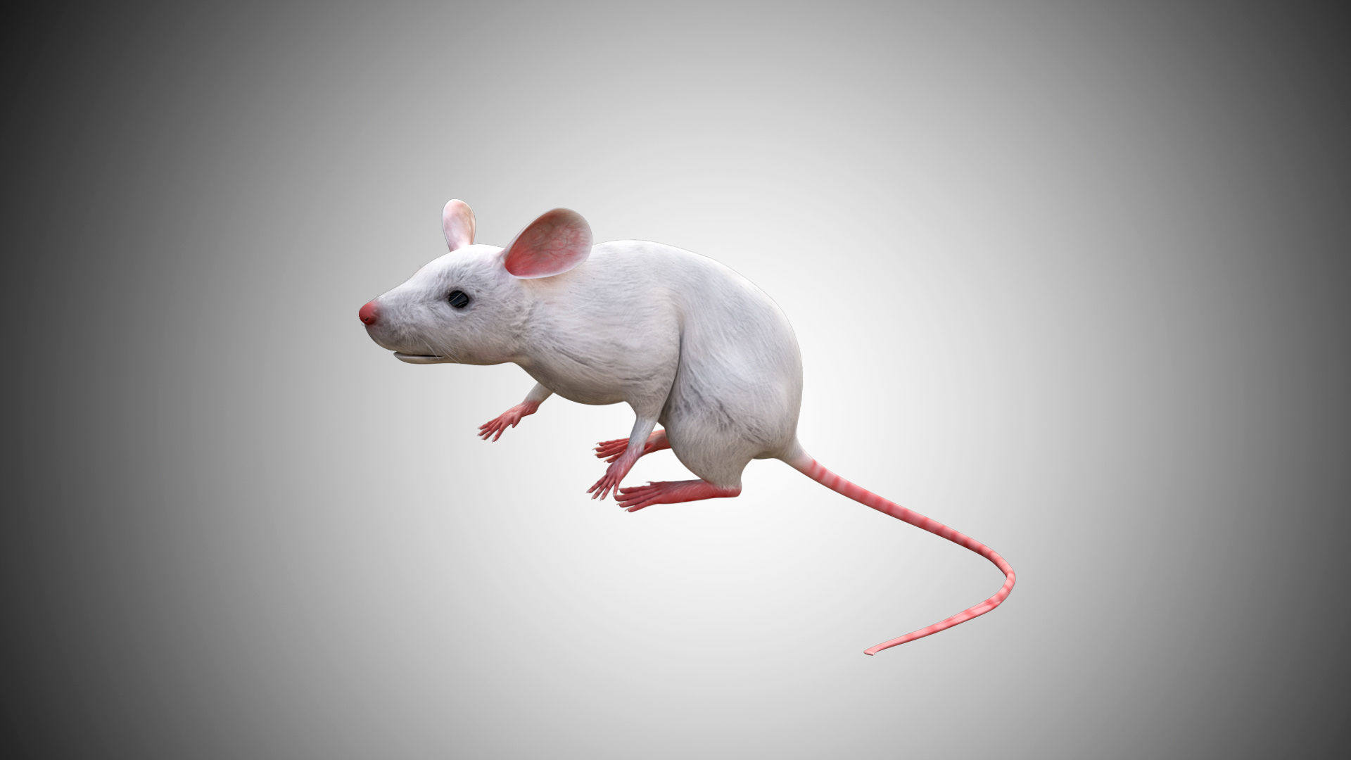 3D model White Mouse Mice Low Poly Rigged VR / AR / low-poly | CGTrader