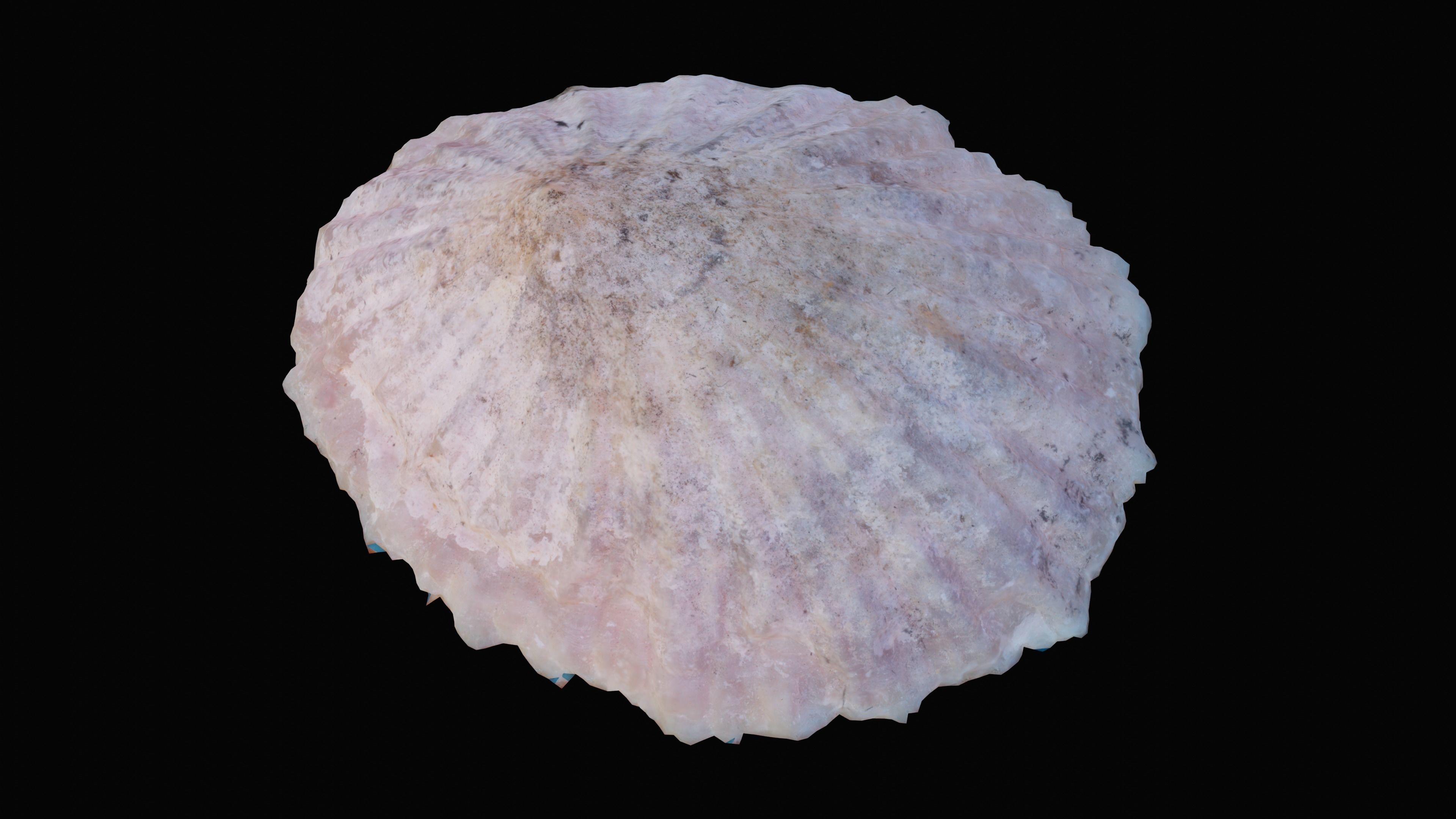 Common Limpet Shell 3D asset | CGTrader