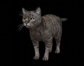 Cat 3D Models | CGTrader